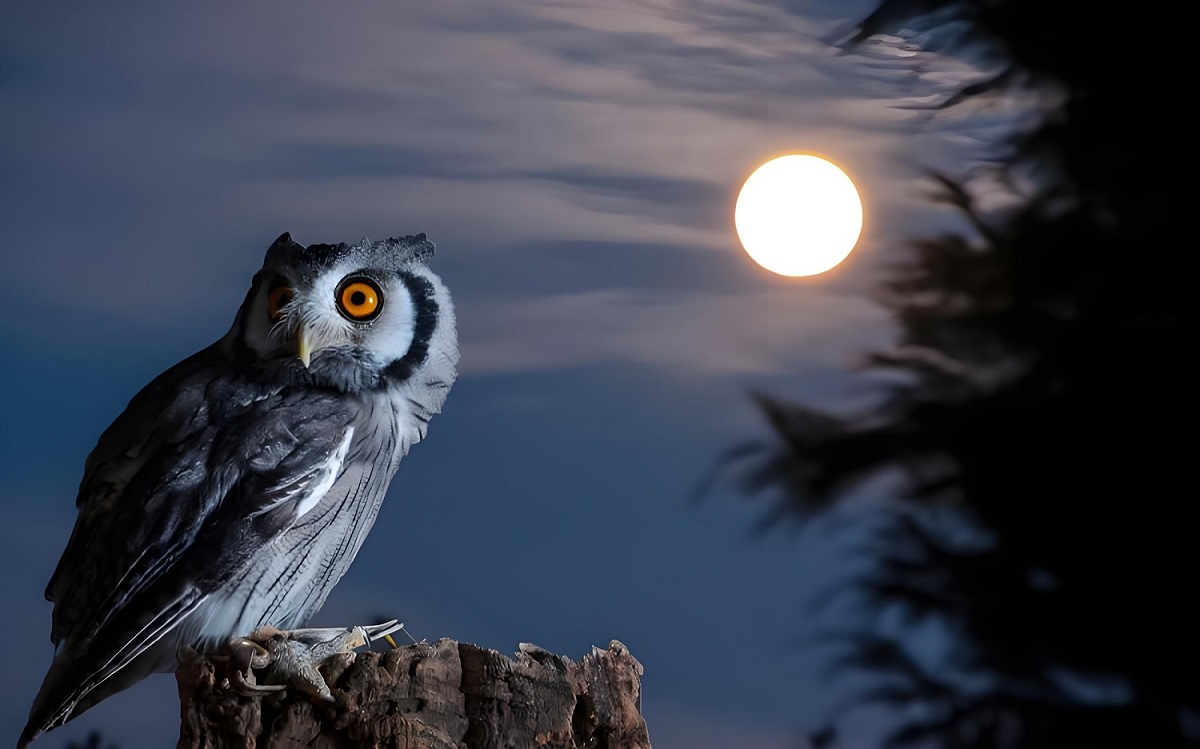 owl 开发工具简介